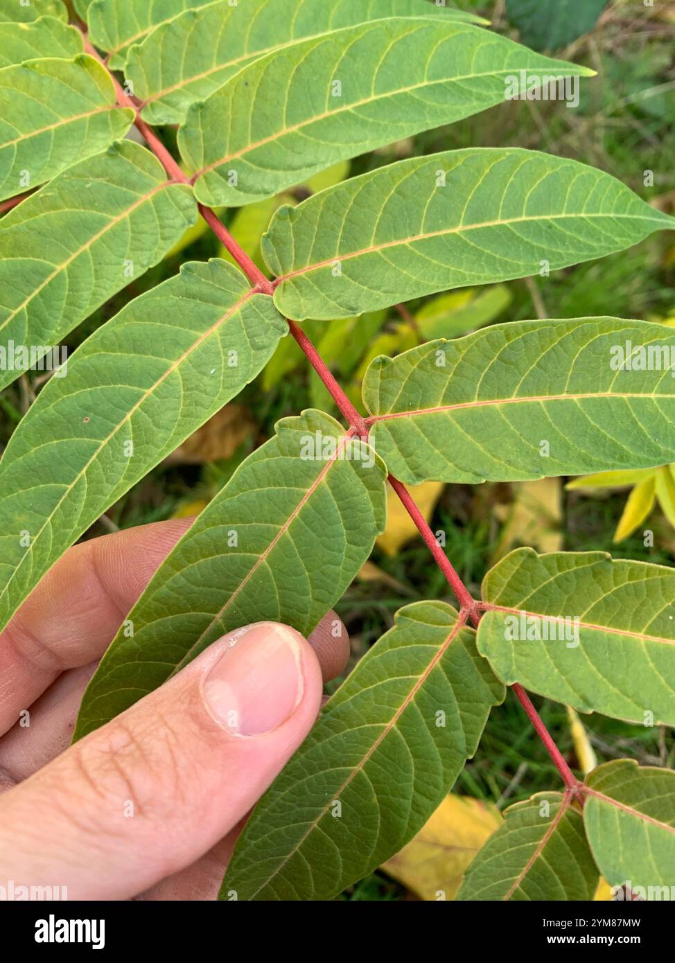 tree-of-heaven (Ailanthus altissima Stock Photo - Alamy