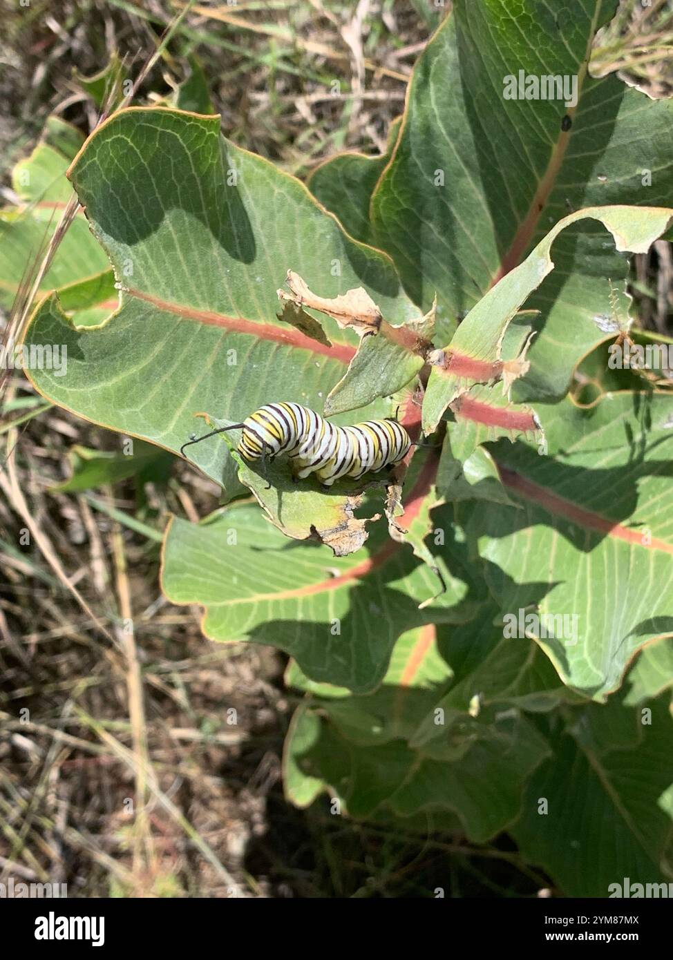 broadleaf milkweed (Asclepias latifolia Stock Photo - Alamy