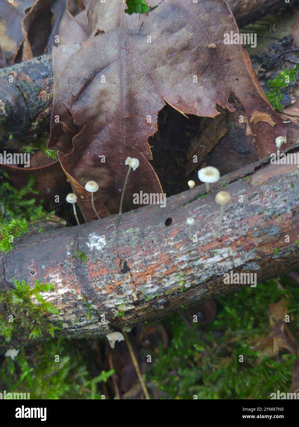 Phloeomana hi-res stock photography and images - Alamy