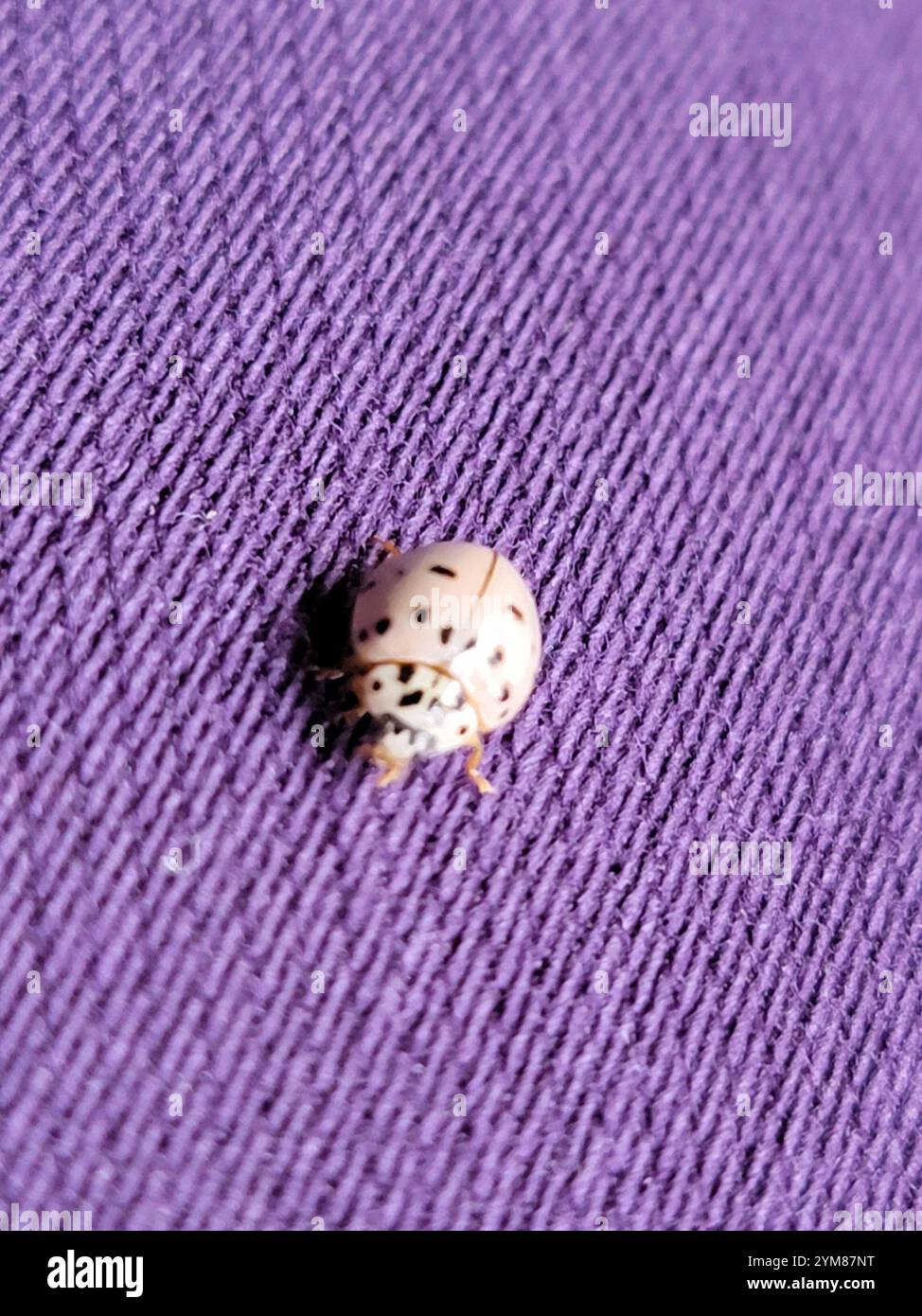 Ashy gray lady beetle hi-res stock photography and images - Alamy