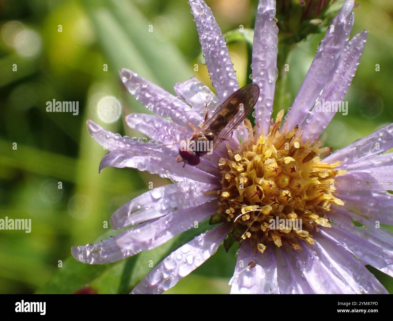 Variable Duskyface Fly (Melanostoma mellinum Stock Photo - Alamy