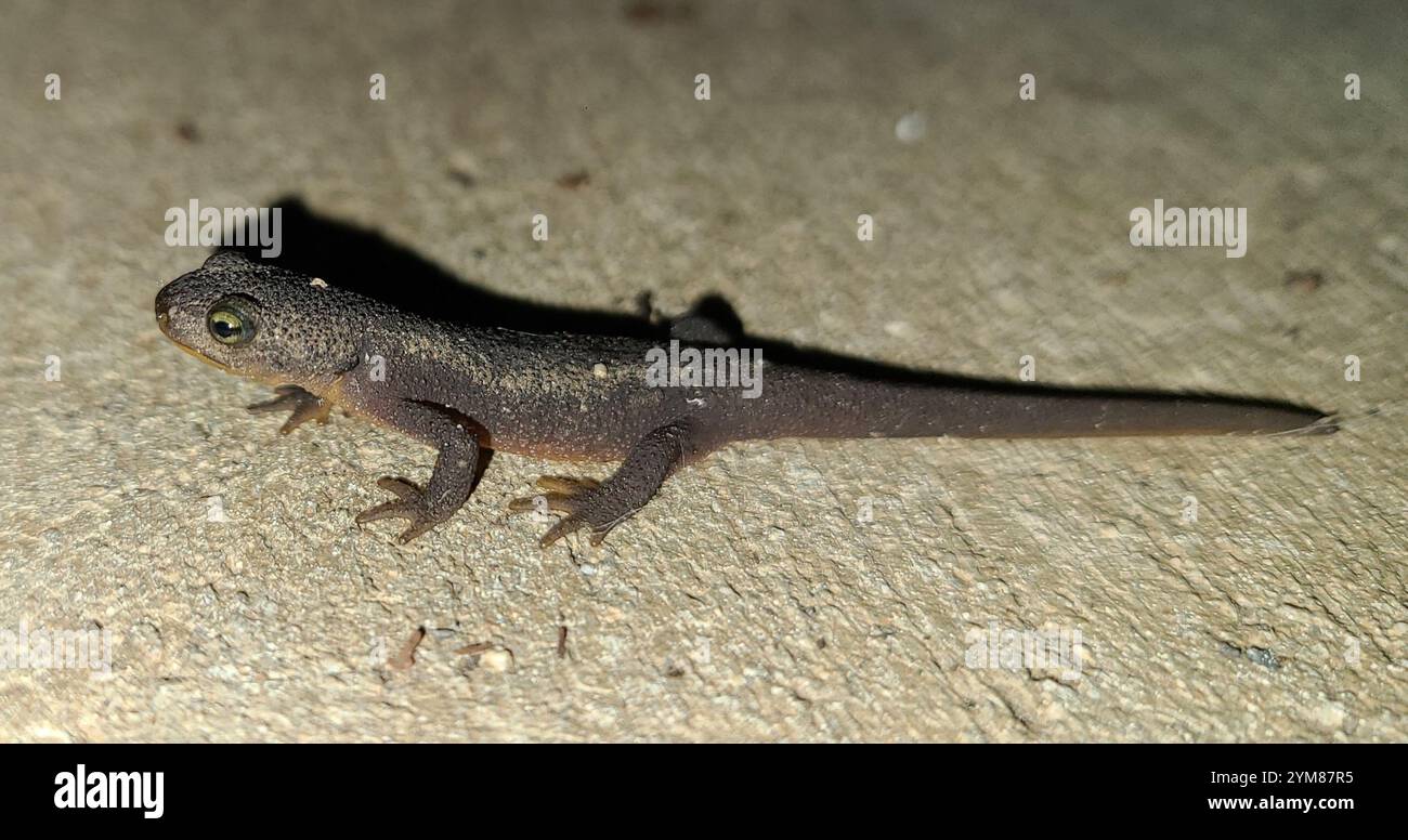 California Newt (Taricha torosa Stock Photo - Alamy