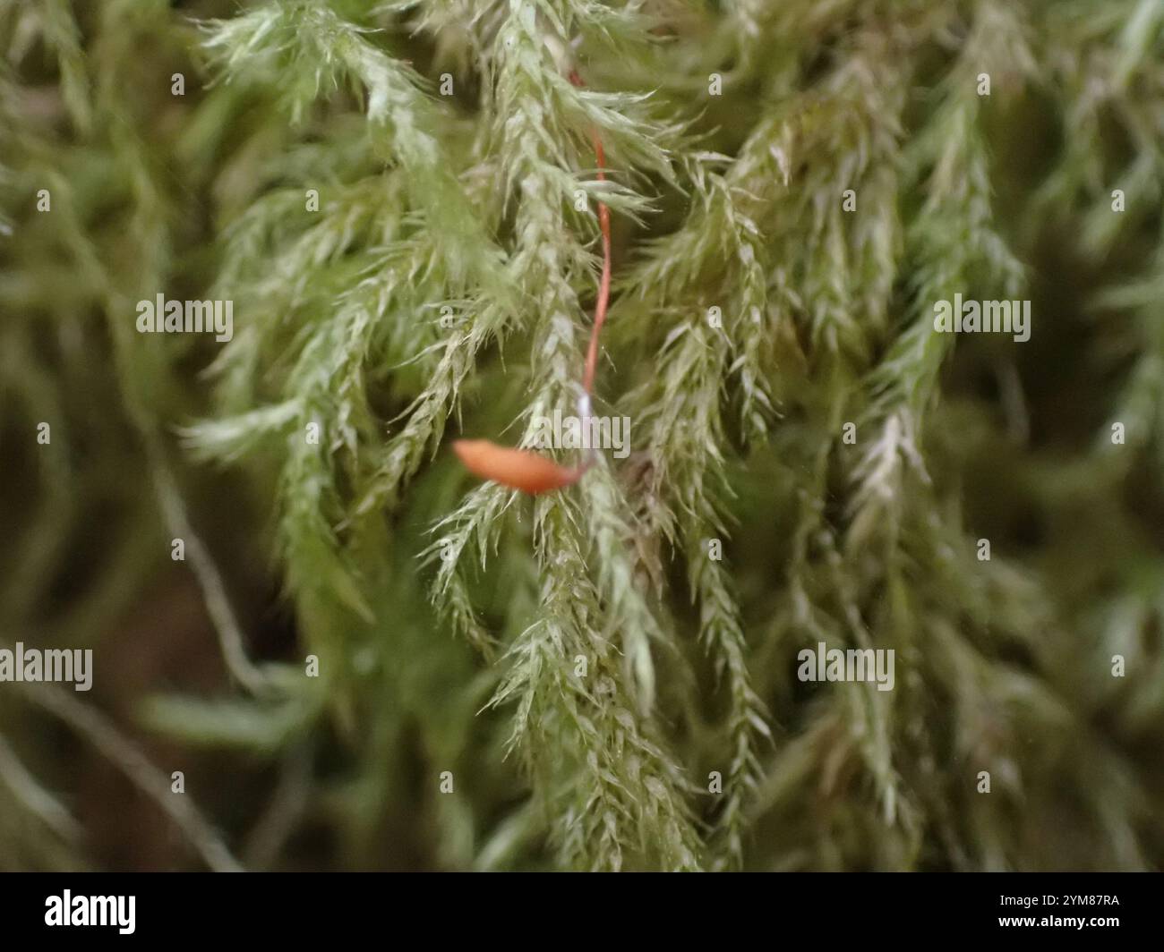 Cat's Tail Moss (Pseudisothecium stoloniferum Stock Photo - Alamy