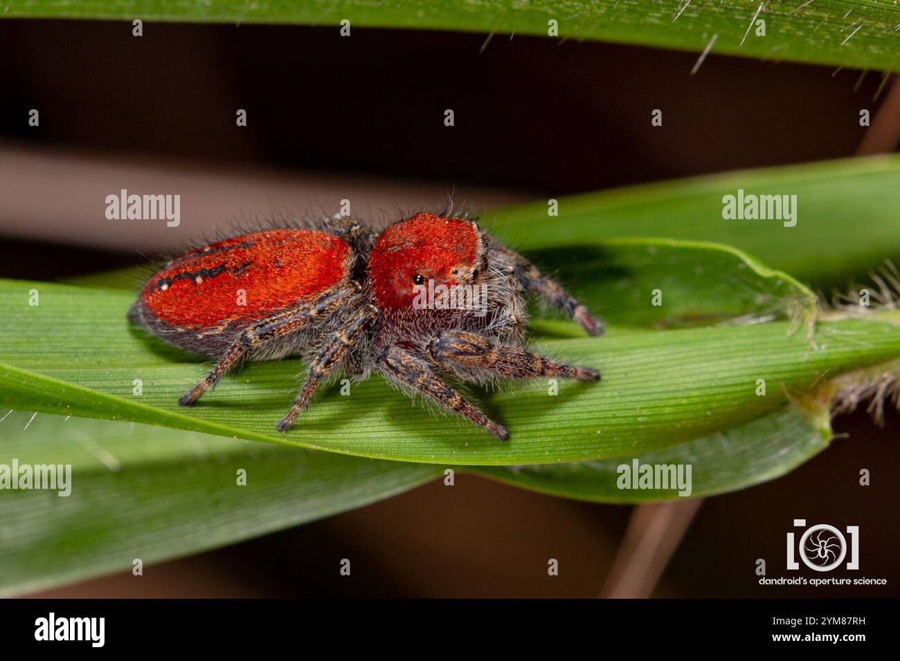 Cardinal Jumping Spider (Phidippus cardinalis Stock Photo - Alamy