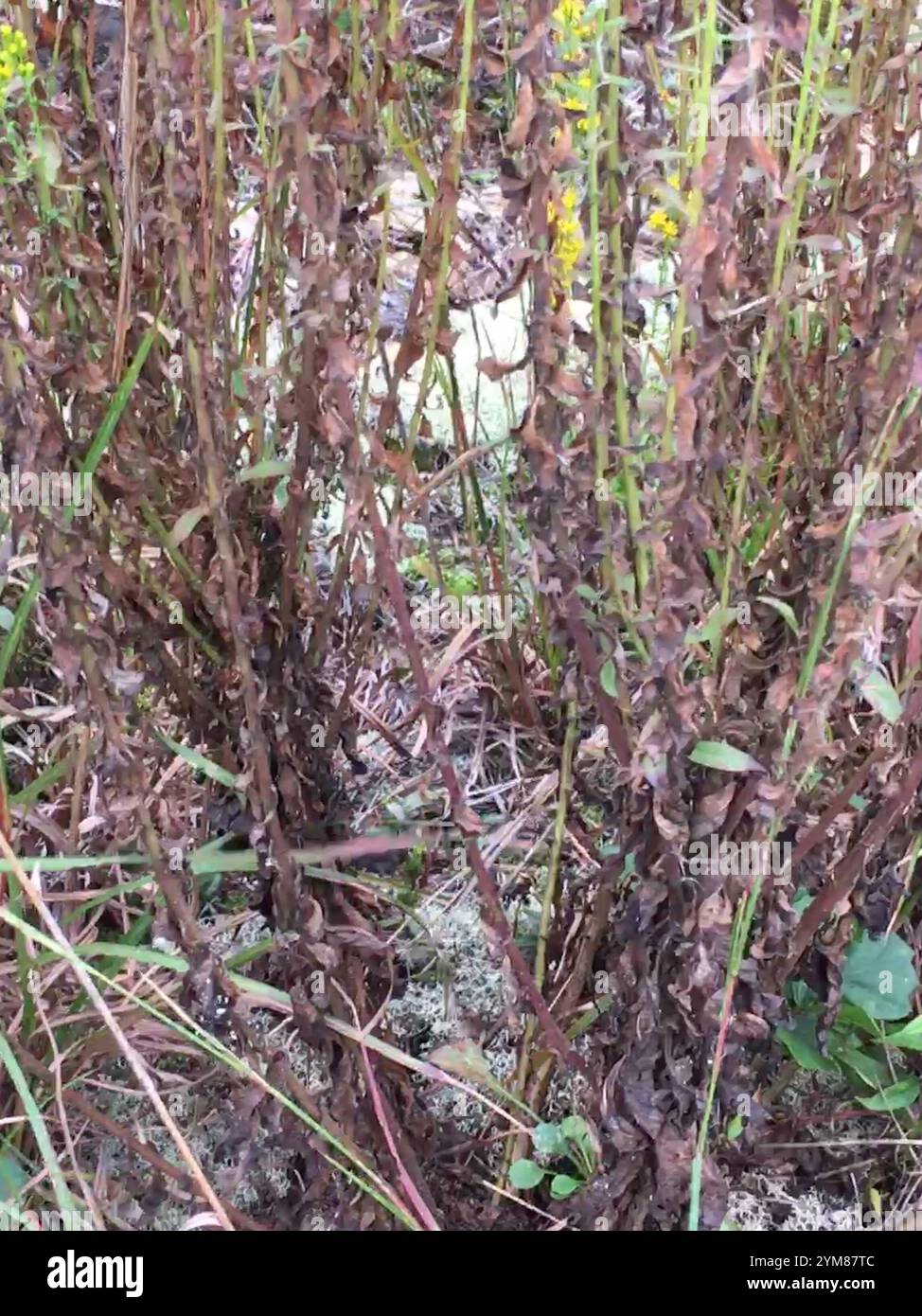 slender goldenrod (Solidago erecta Stock Photo - Alamy
