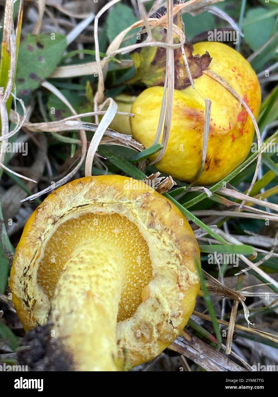 Chicken Fat Mushroom (Suillus americanus Stock Photo - Alamy
