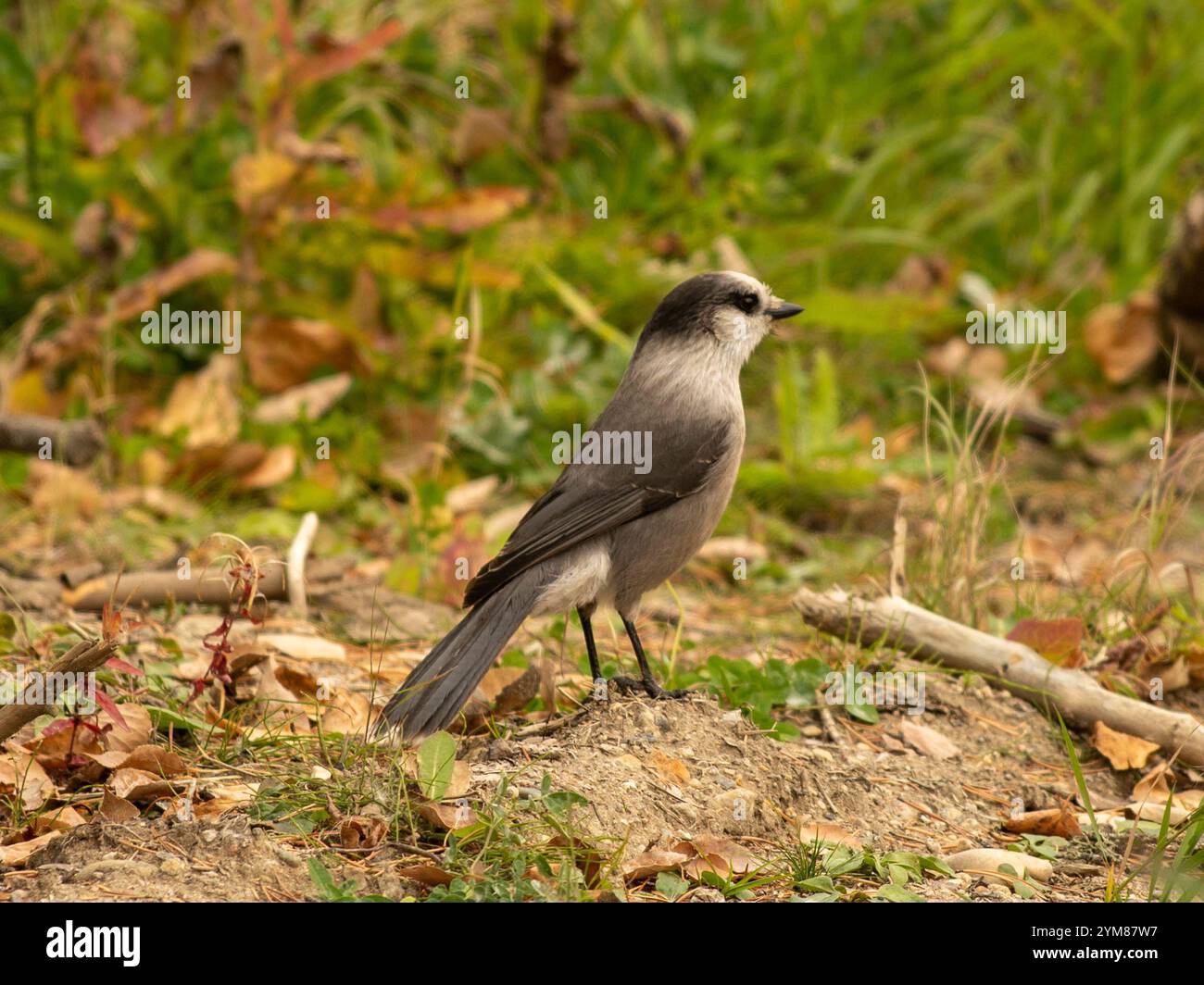 Canada Jay (Perisoreus canadensis Stock Photo - Alamy
