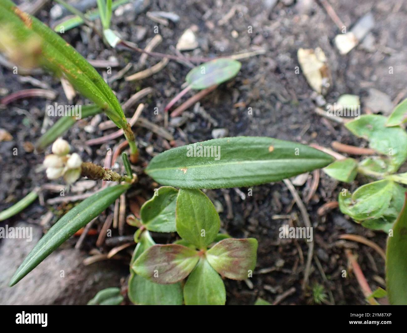 alpine bistort (Bistorta vivipara Stock Photo - Alamy