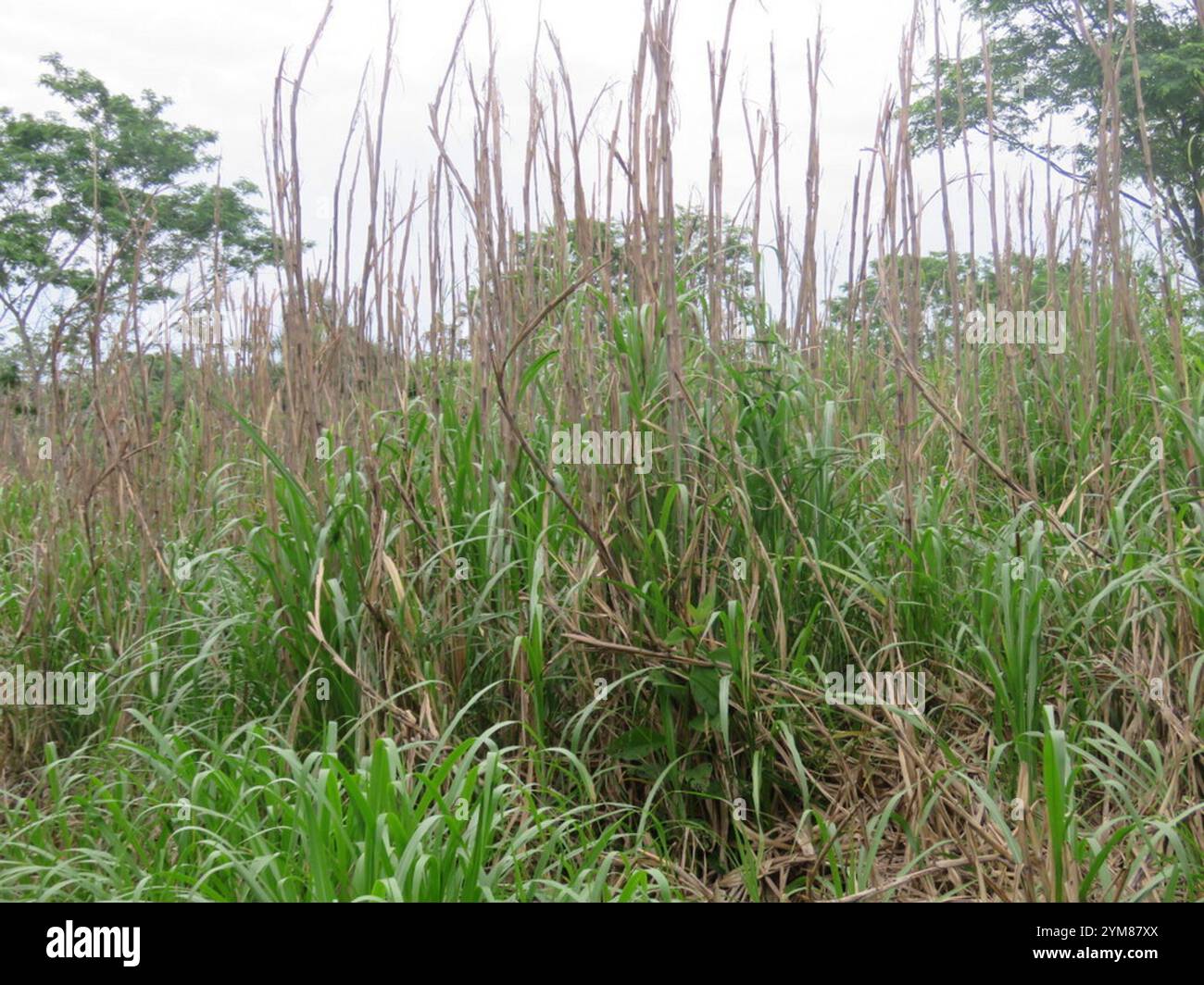 napier grass (Cenchrus purpureus Stock Photo - Alamy