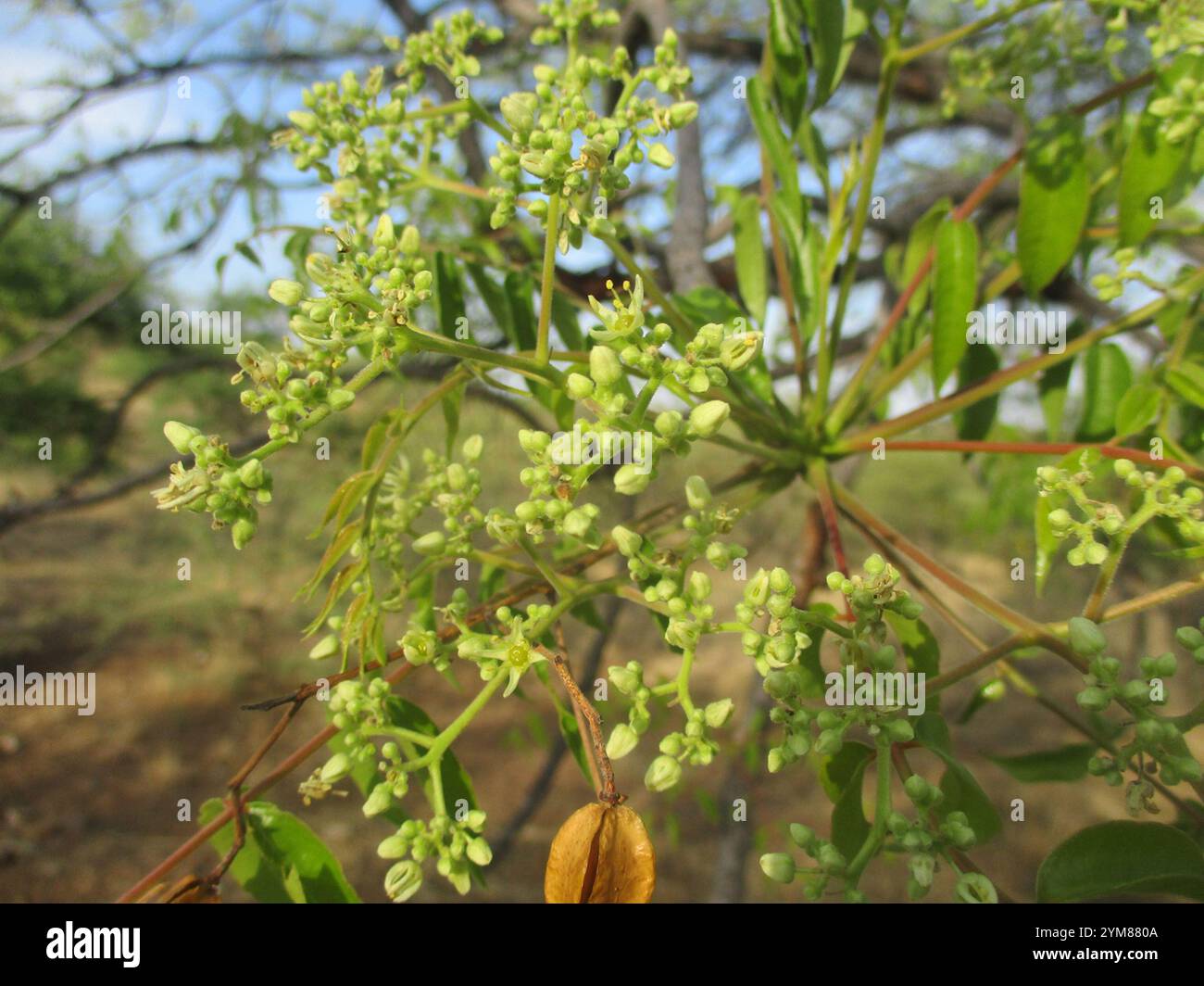 Kirkia hi-res stock photography and images - Alamy