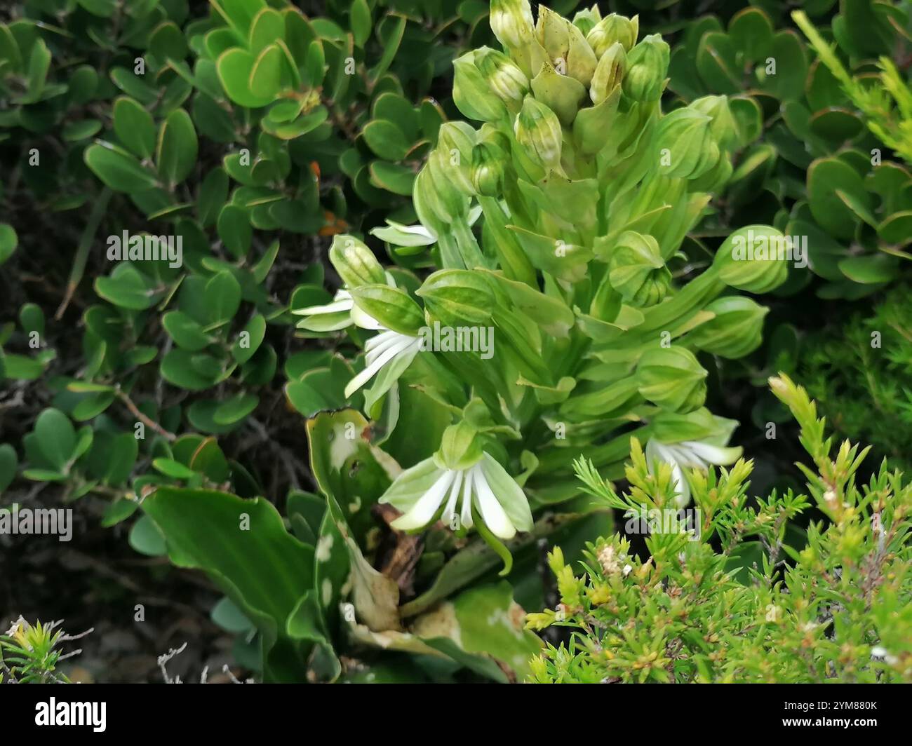 Bonatea hi-res stock photography and images - Alamy