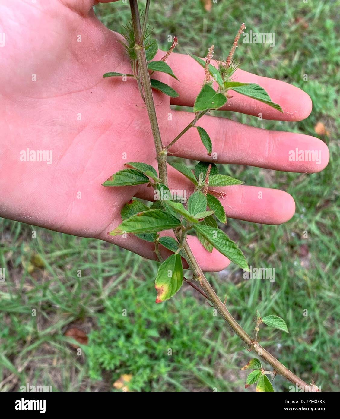 Field Copperleaf (Acalypha arvensis Stock Photo - Alamy