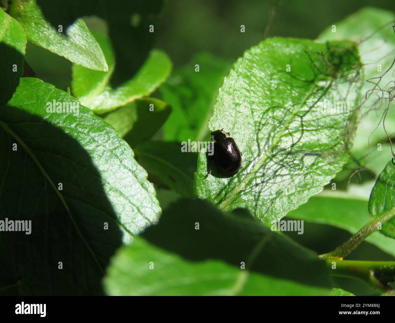 Leaf Beetles and Allies (Chrysomeloidea Stock Photo - Alamy
