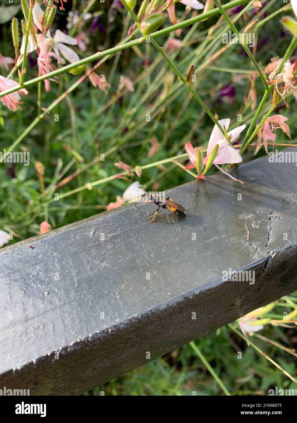 Yellow-tipped Darwin Wasp (Ichneumon stramentor Stock Photo - Alamy