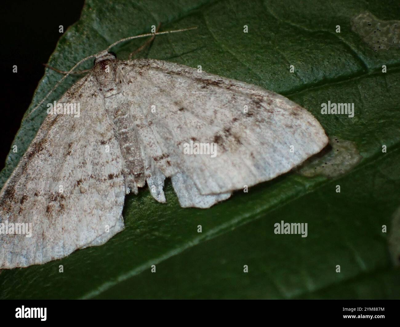 Geometer Moths (Geometridae Stock Photo - Alamy