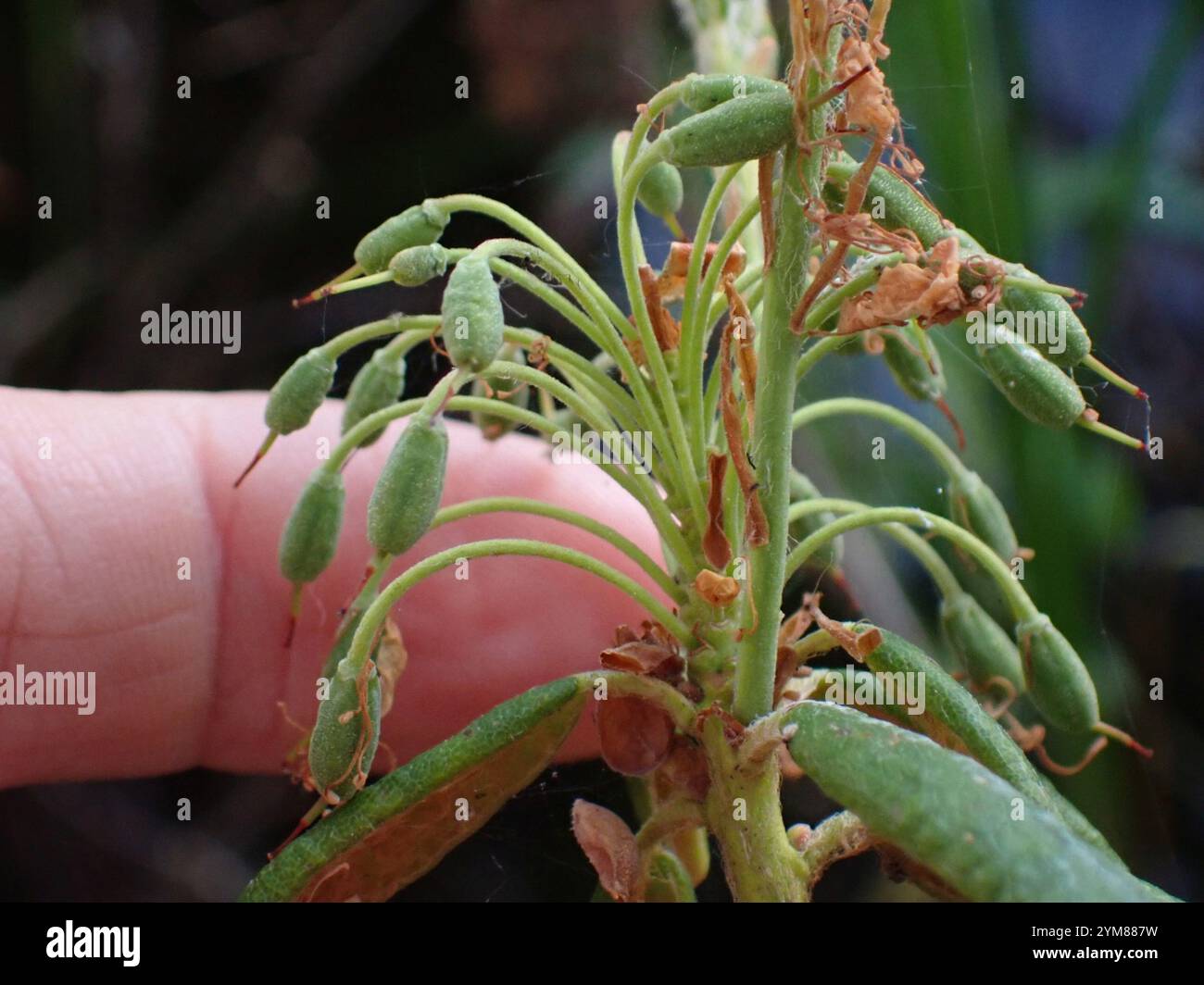 Bog Labrador Tea (Rhododendron groenlandicum Stock Photo - Alamy