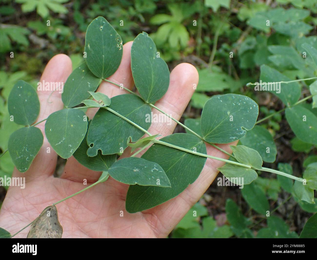 pale vetchling (Lathyrus ochroleucus Stock Photo - Alamy