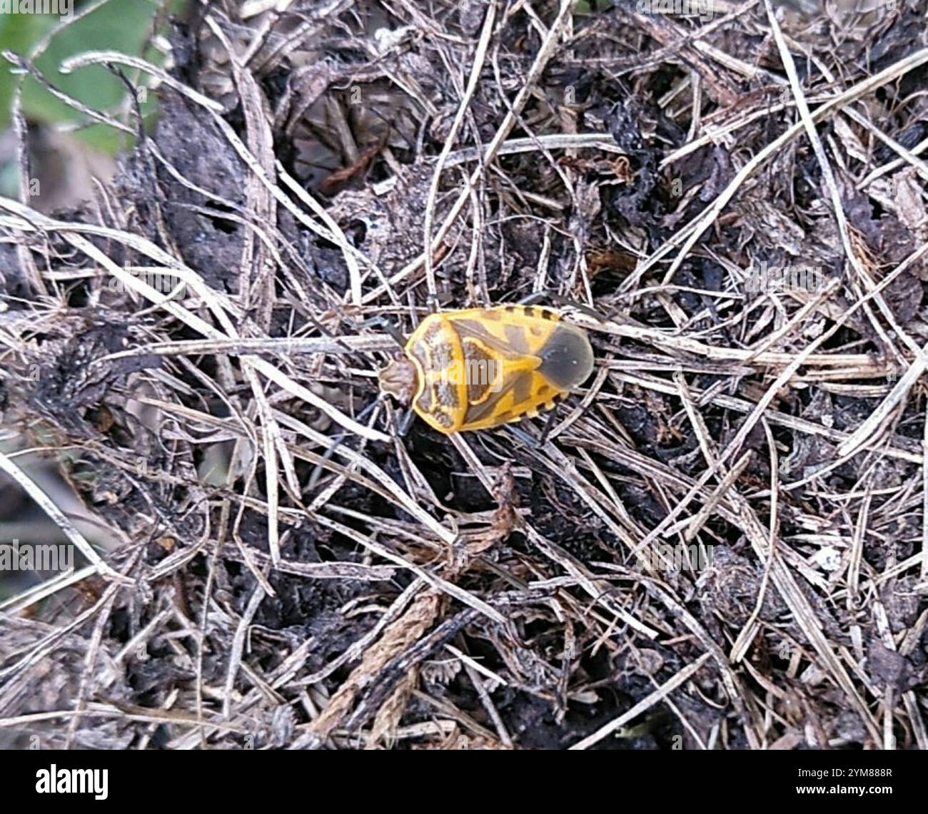 Cruciferous bug hi-res stock photography and images - Alamy