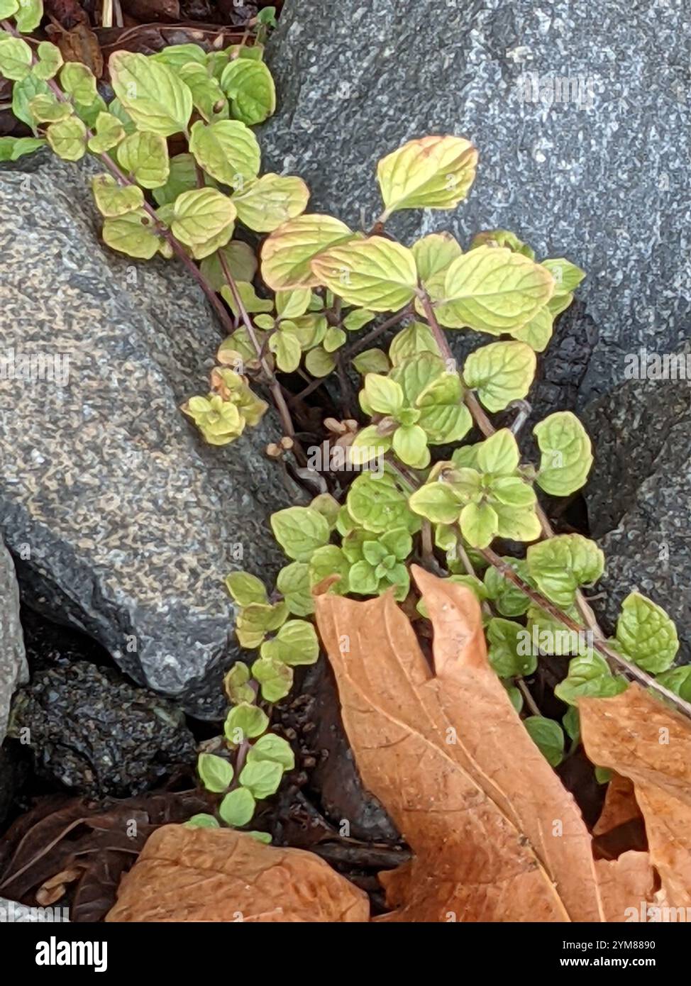 yerba buena (Clinopodium douglasii Stock Photo - Alamy