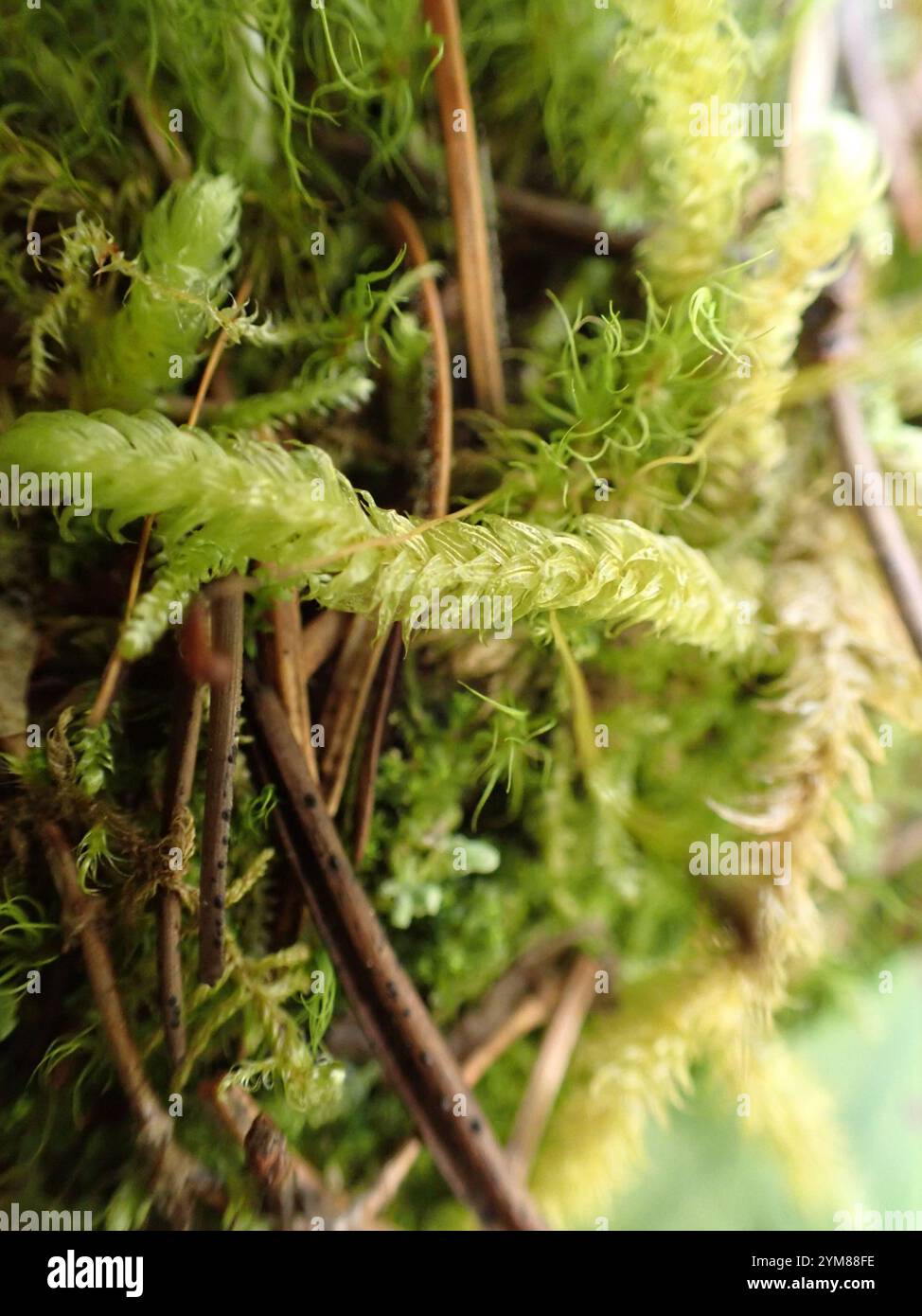 Pipecleaner Moss (Rhytidiopsis robusta Stock Photo - Alamy