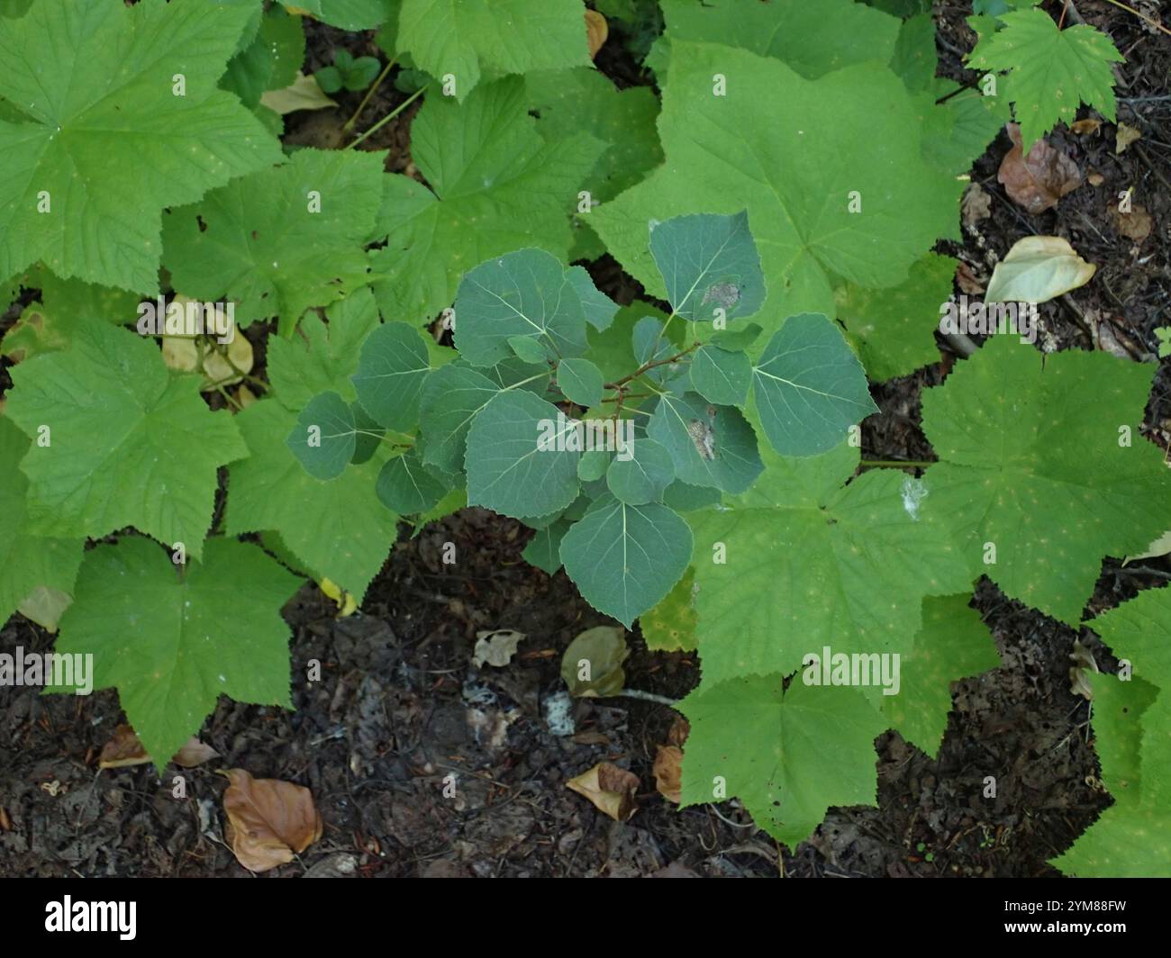 trembling aspen (Populus tremuloides Stock Photo - Alamy