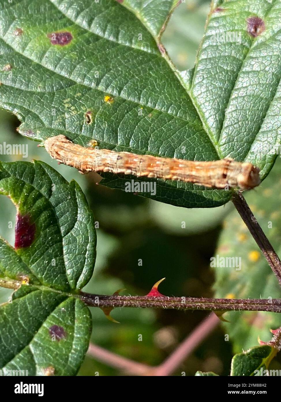 Small Engrailed (Ectropis crepuscularia Stock Photo - Alamy