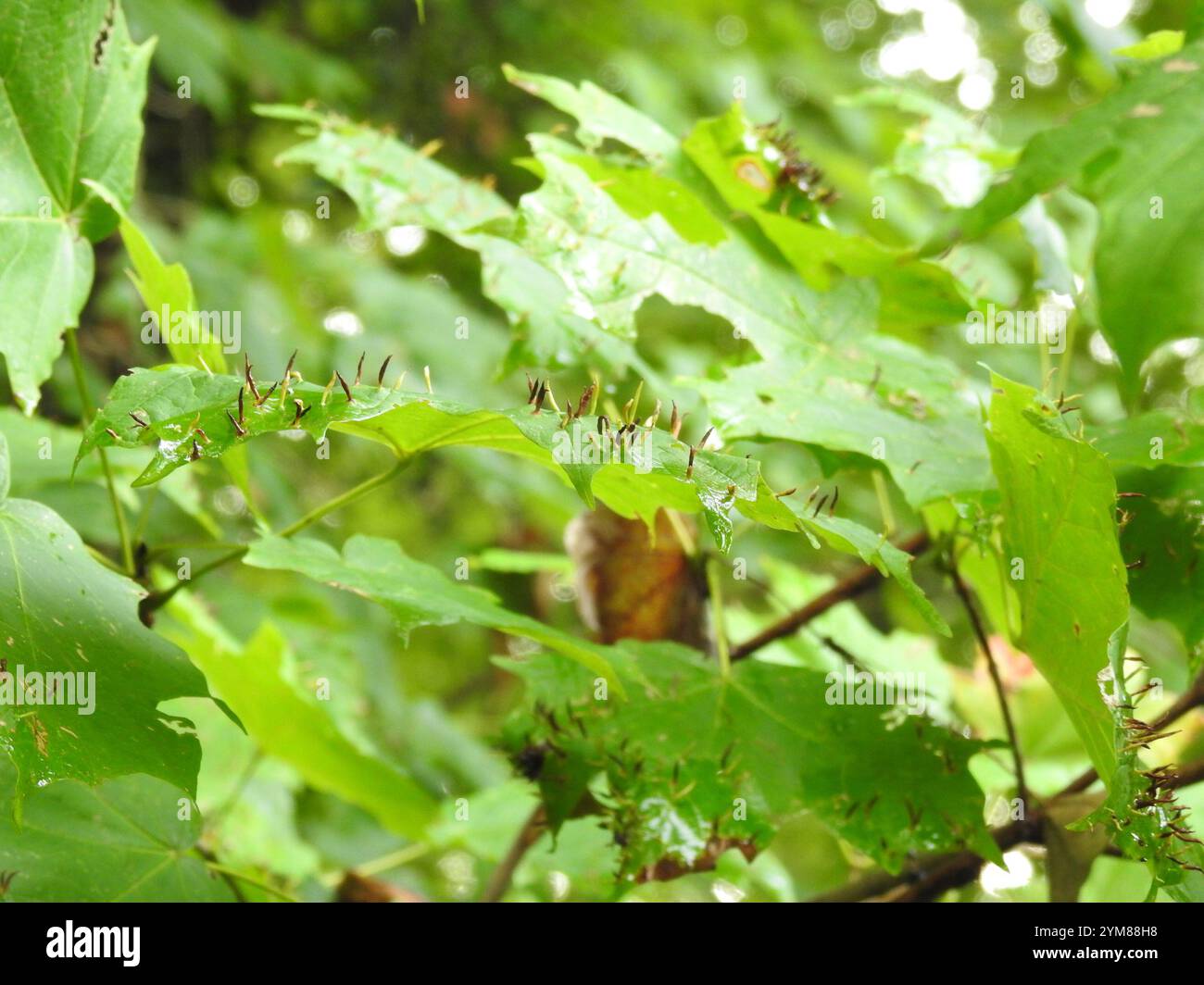 Maple Spindle Gall Mite (Vasates aceriscrumena Stock Photo - Alamy