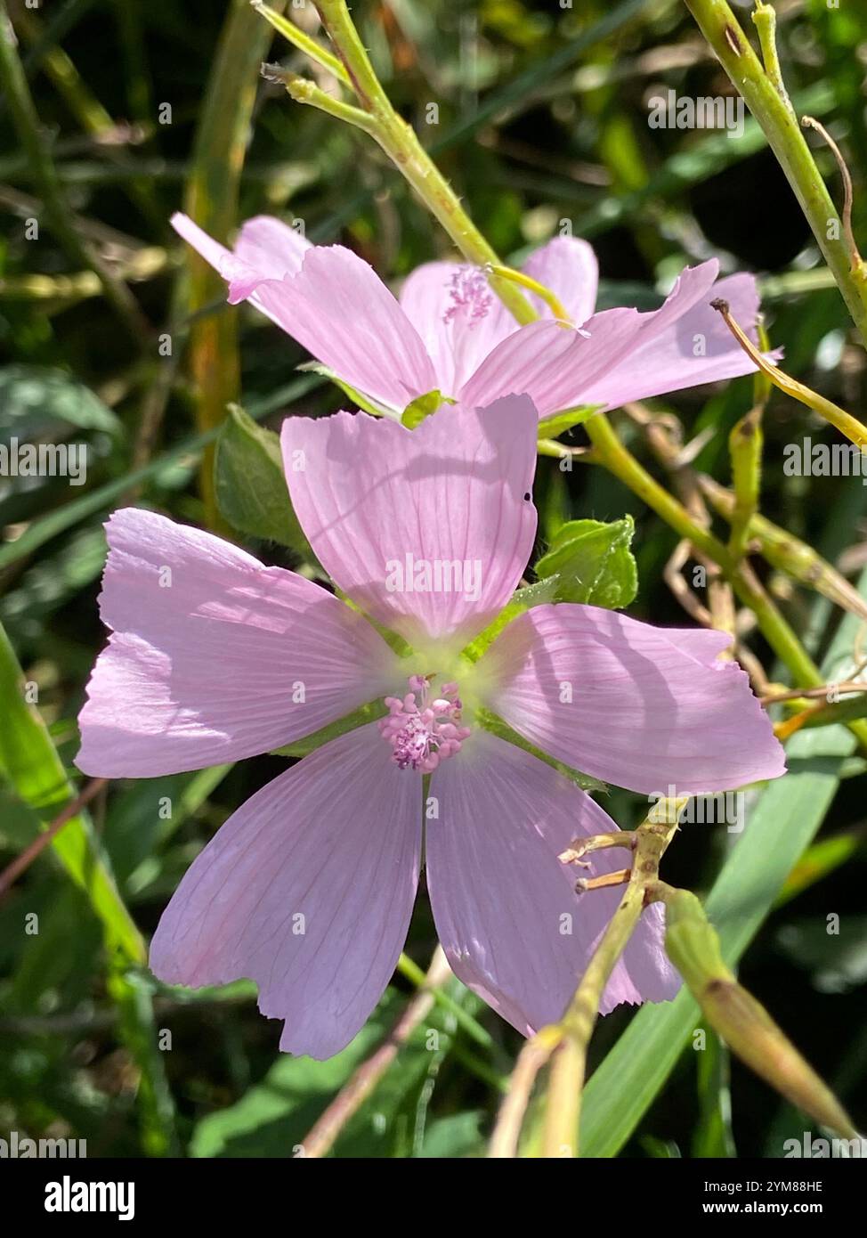 flowering plants (Angiospermae Stock Photo - Alamy