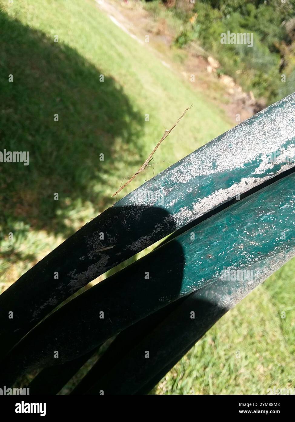 American Grass Mantis (Thesprotia graminis Stock Photo - Alamy