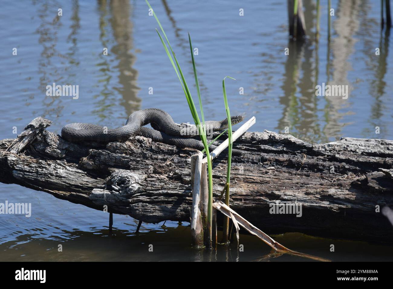 Common Watersnake (Nerodia sipedon Stock Photo - Alamy
