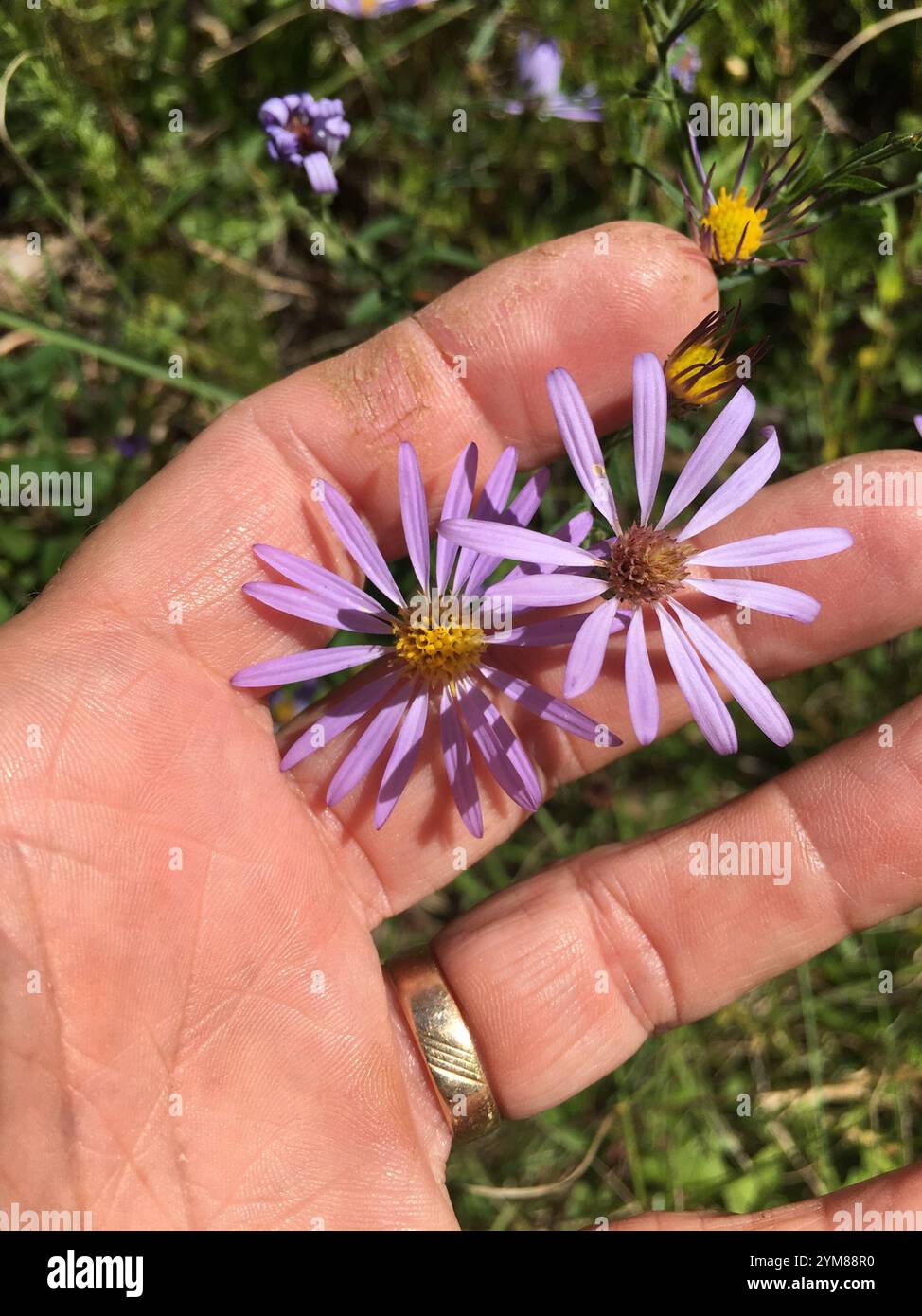 late purple aster (Symphyotrichum patens Stock Photo - Alamy