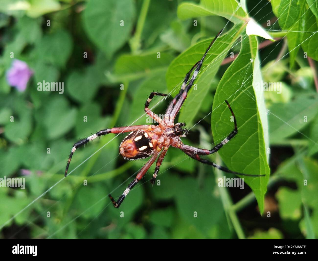 Western Spotted Orbweaver (Neoscona oaxacensis Stock Photo - Alamy