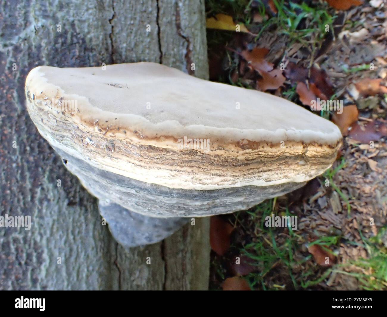 Hoof Fungus (Fomes fomentarius Stock Photo - Alamy