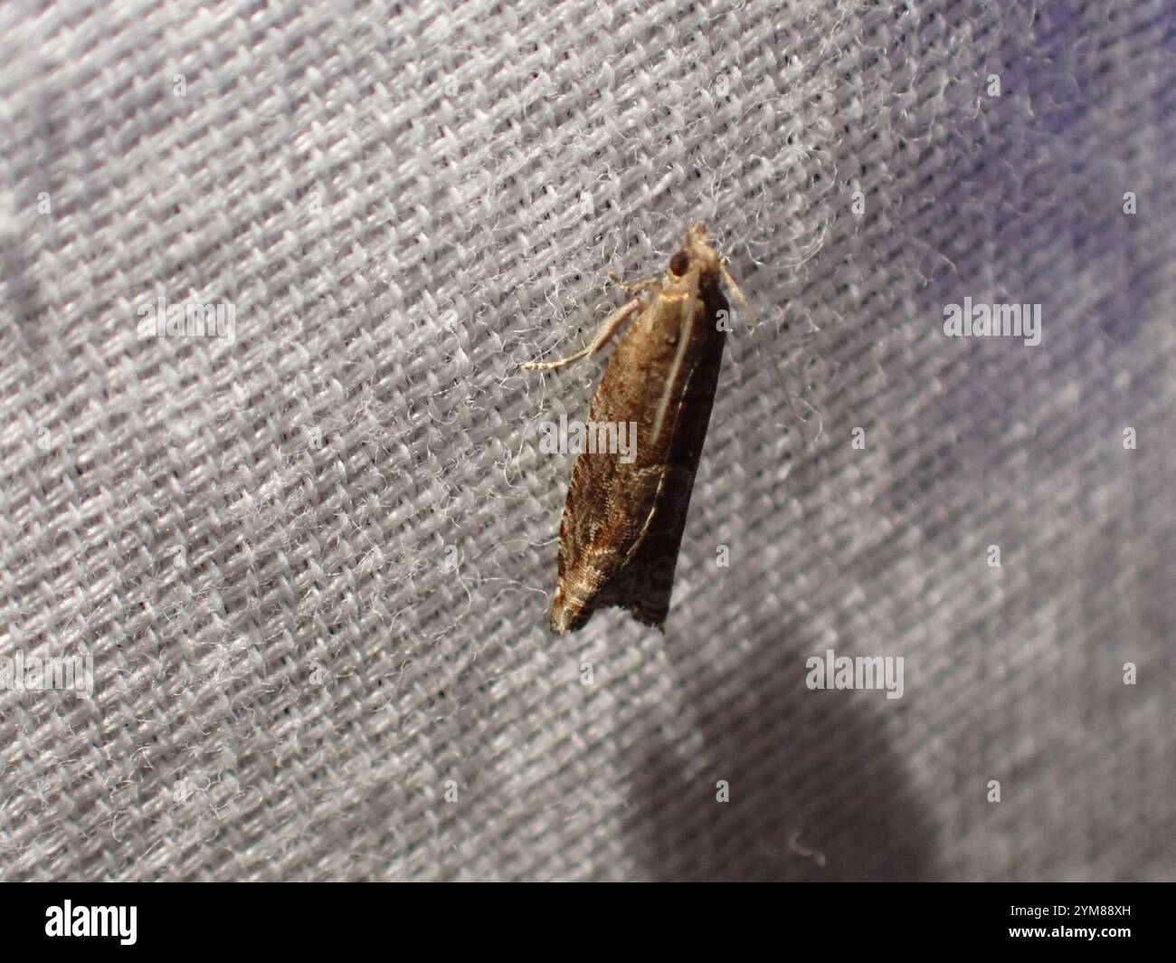 Tortricid Leafroller Moths (Tortricidae Stock Photo - Alamy