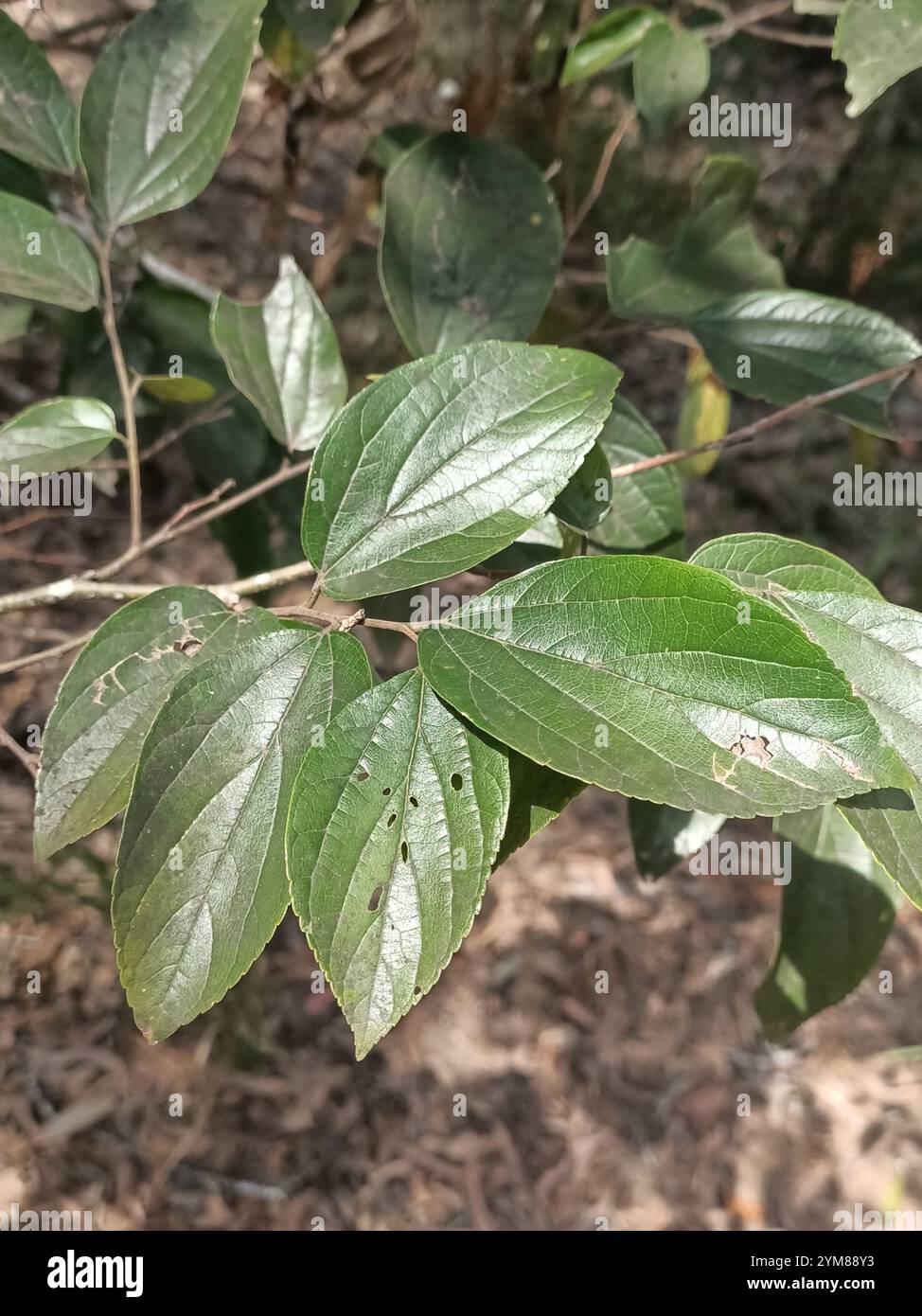 Chinese Hackberry (Celtis sinensis Stock Photo - Alamy