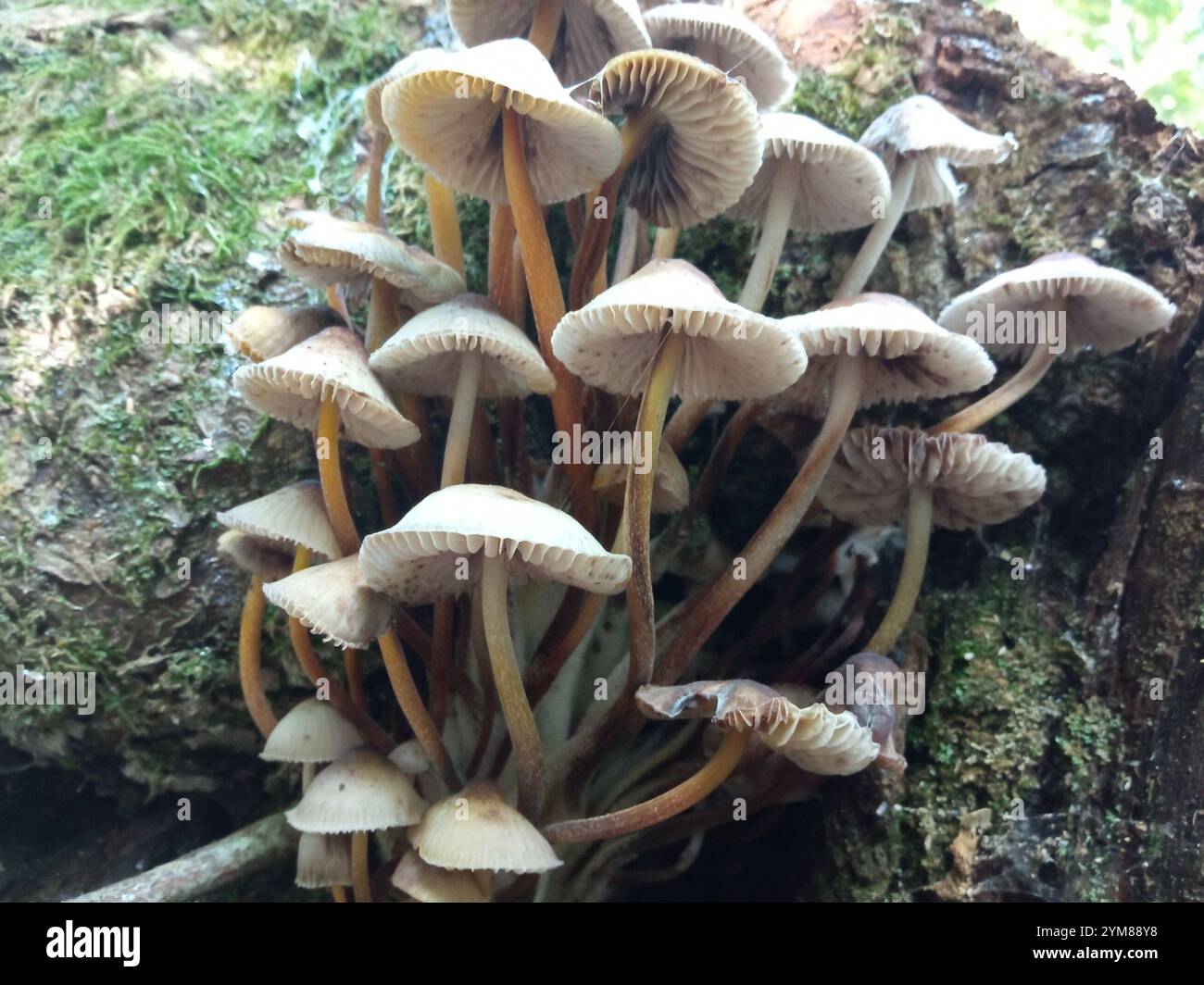 clustered bonnet (Mycena inclinata Stock Photo - Alamy