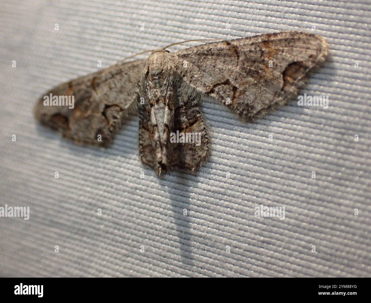 Callizzia amorata hi-res stock photography and images - Alamy