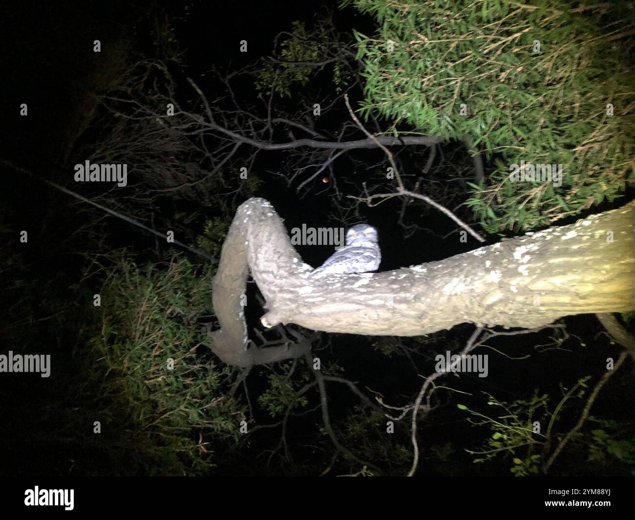 Tawny Frogmouth (Podargus strigoides Stock Photo - Alamy