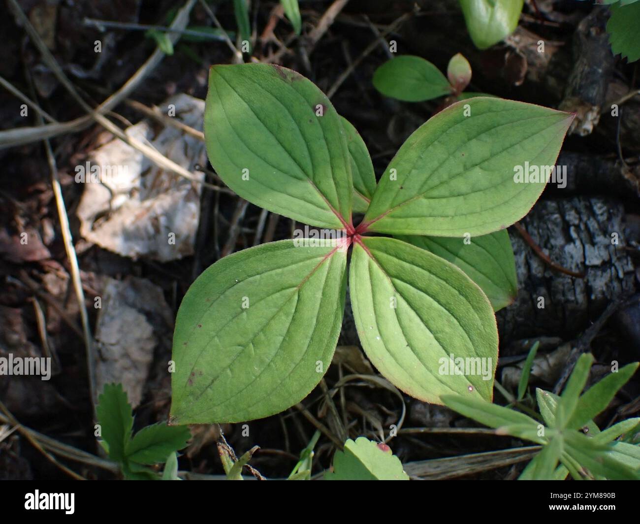 Canadian bunchberry (Cornus canadensis Stock Photo - Alamy