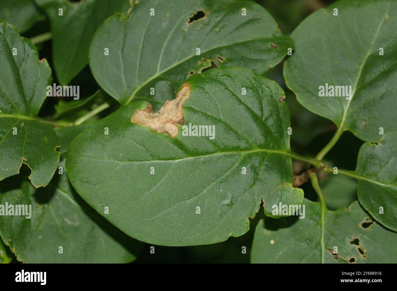 Lilac Leafminer Moth (Gracillaria syringella Stock Photo - Alamy