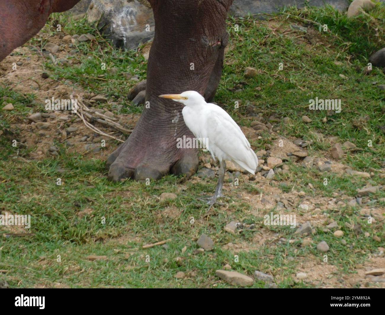 Western Cattle-Egret (Ardea ibis Stock Photo - Alamy