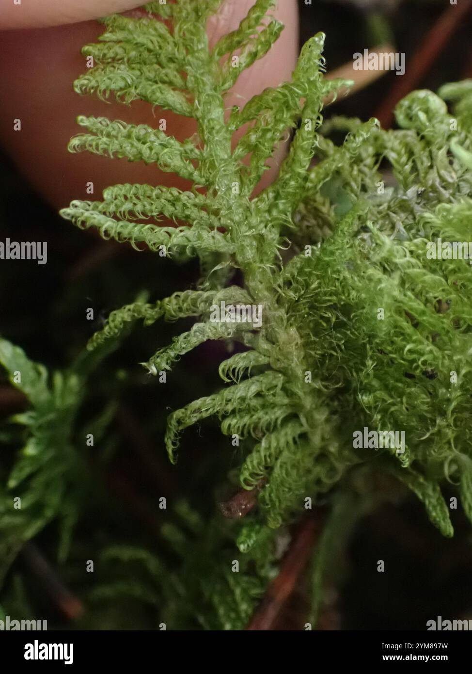 Ostrich-plume Moss (Ptilium crista-castrensis Stock Photo - Alamy