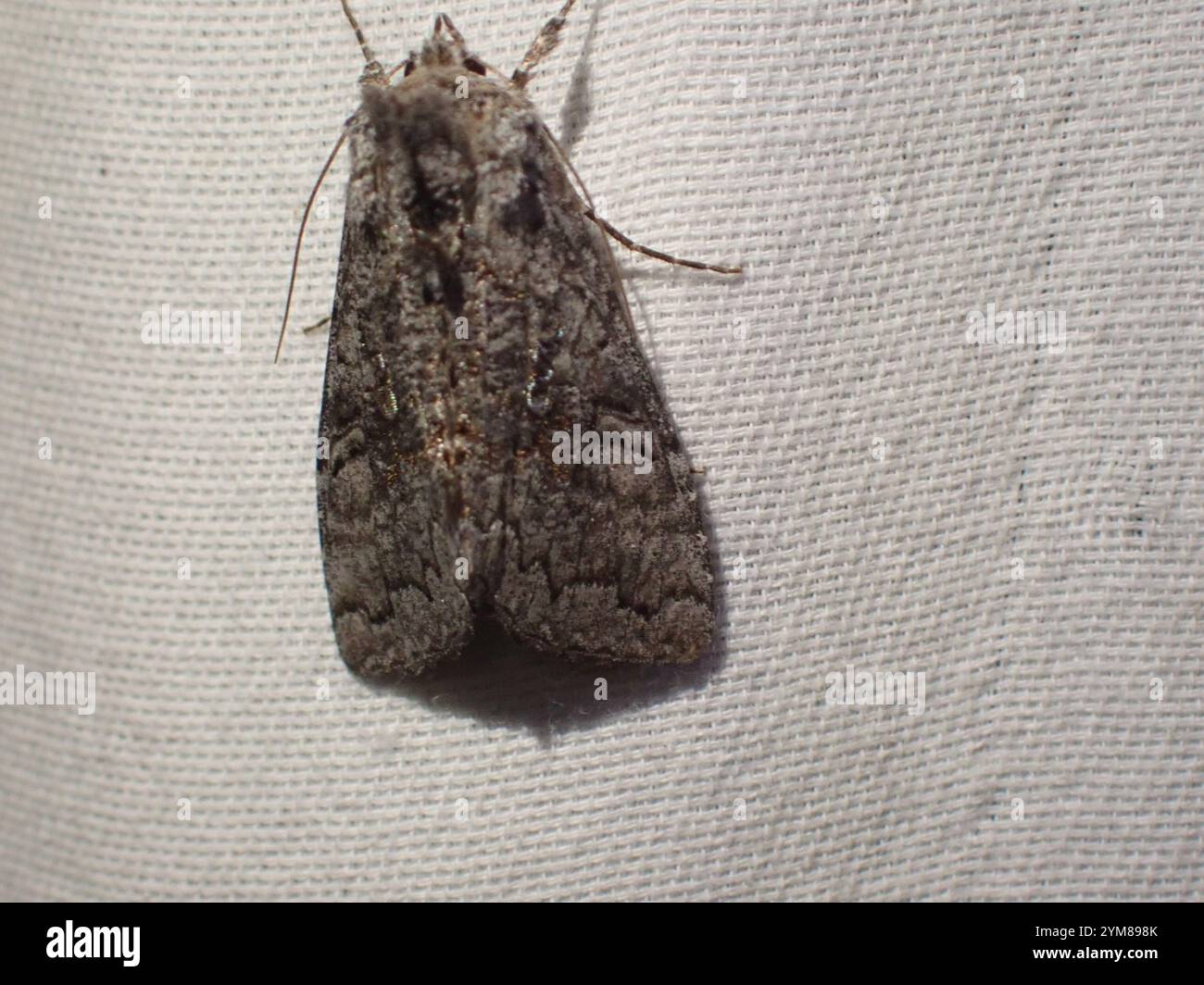 Plusiine Looper Moths (Plusiinae Stock Photo - Alamy