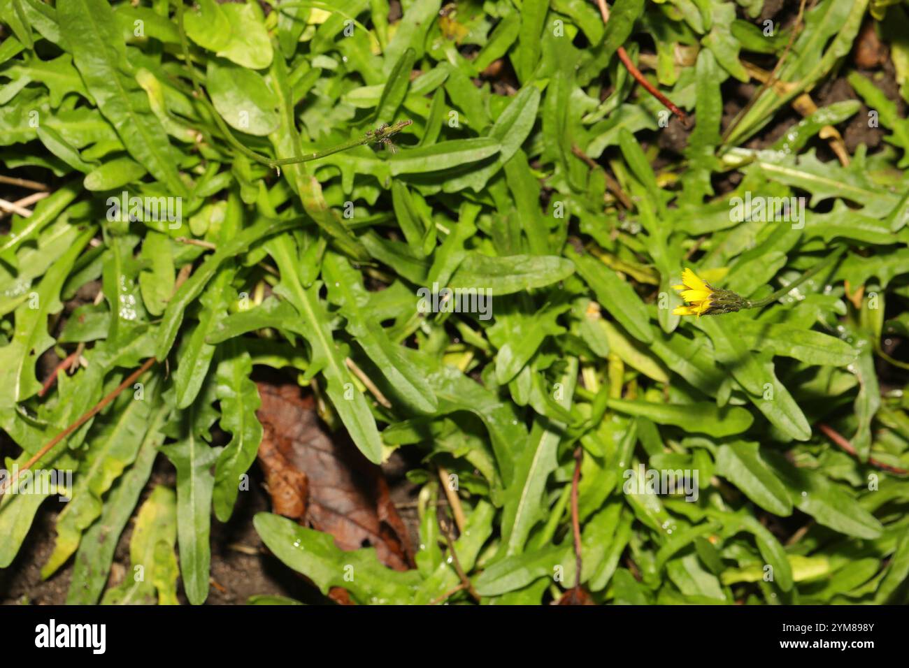 Smooth hawksbeard (Crepis capillaris Stock Photo - Alamy