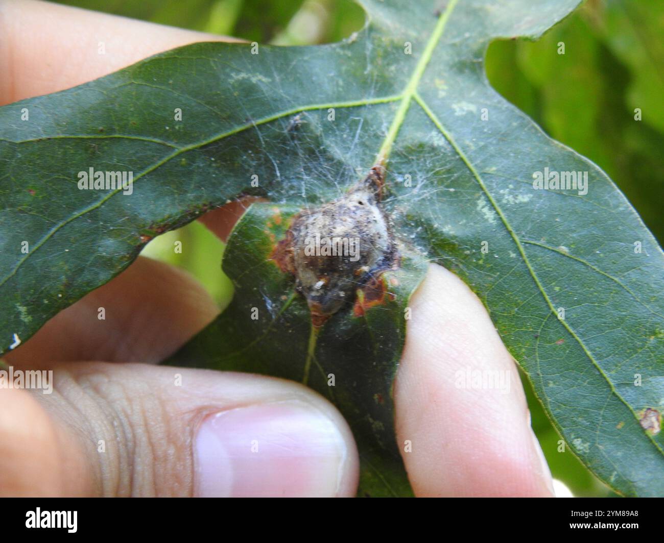 Oak Petiole Gall Wasp (Andricus quercuspetiolicola Stock Photo - Alamy