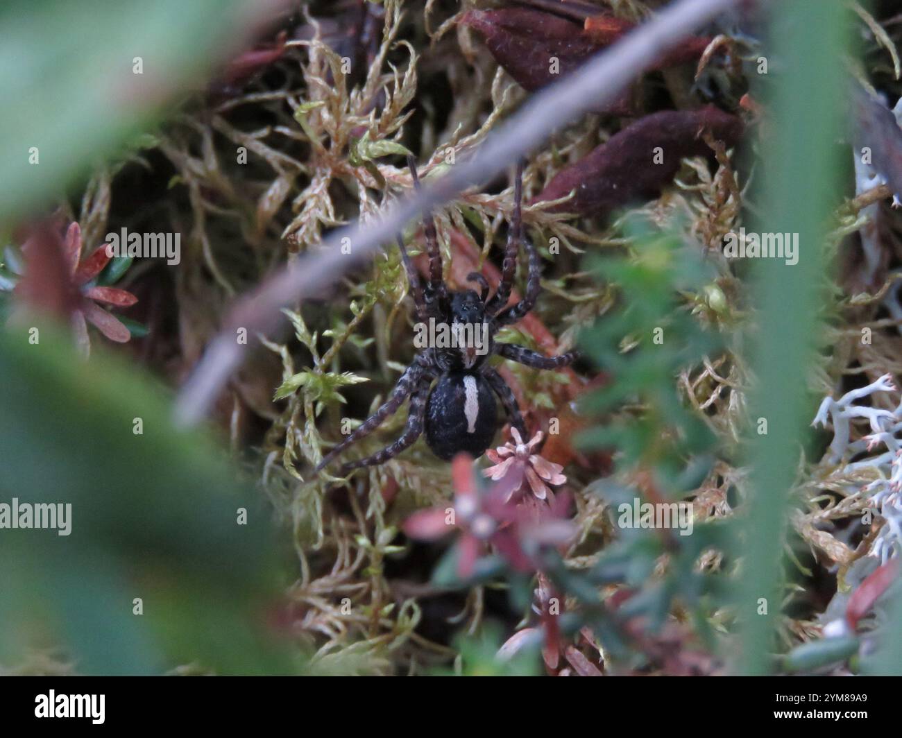 Bear Spiders (Arctosa Stock Photo - Alamy