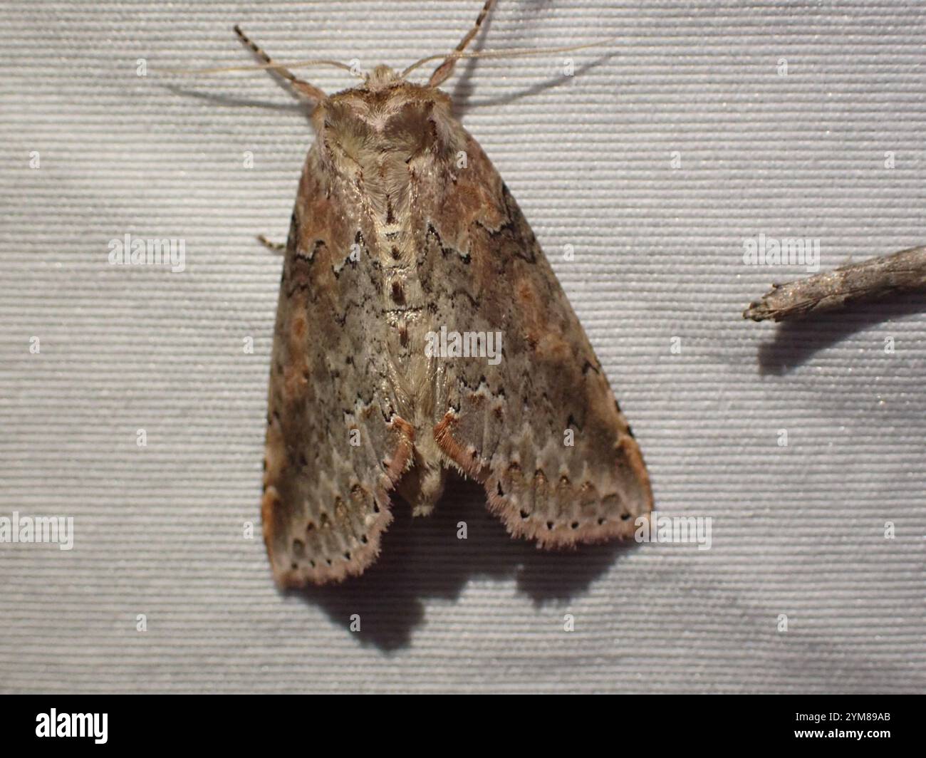 Tufted Thyatirine Moth (Pseudothyatira cymatophoroides Stock Photo - Alamy