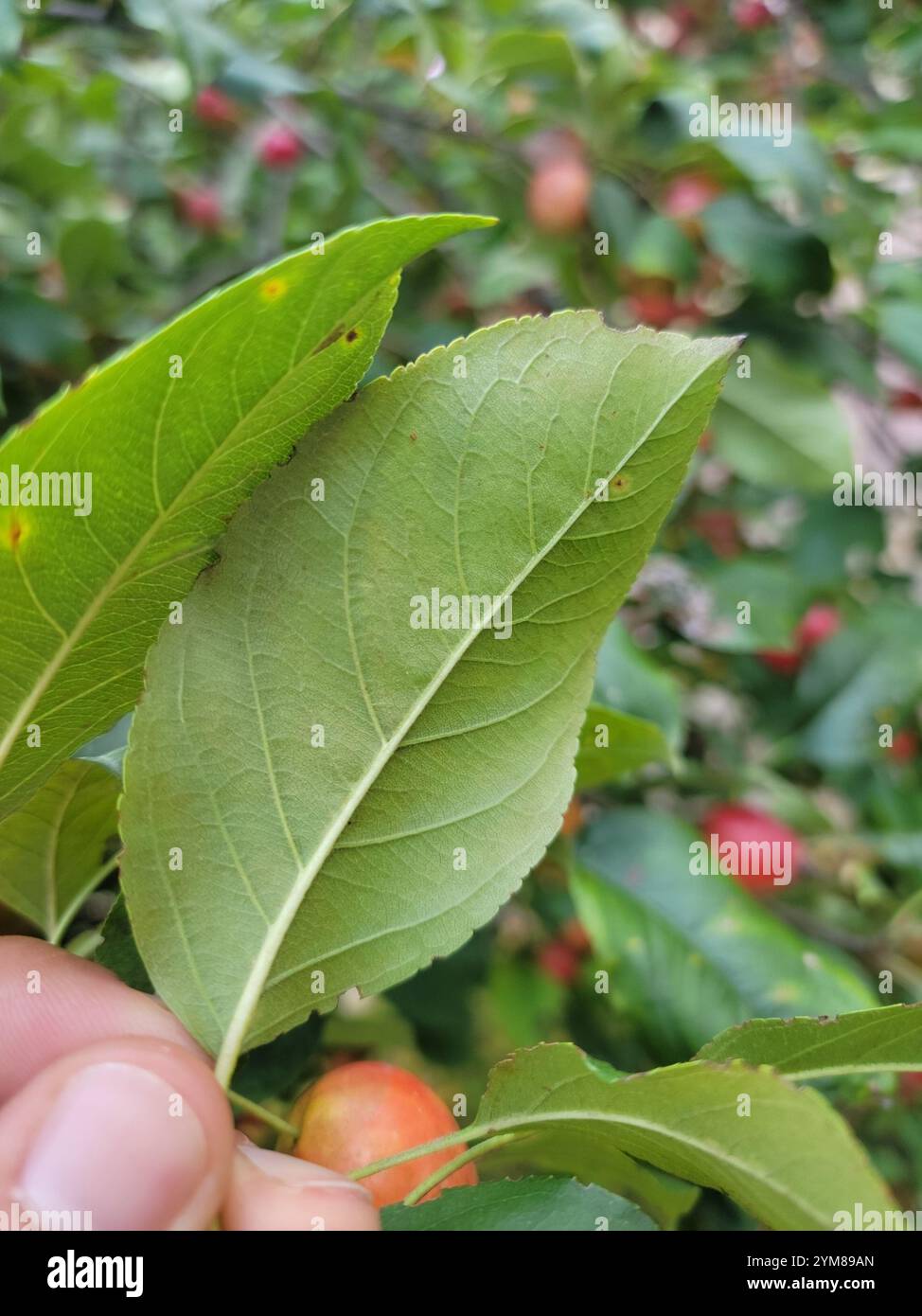 Siberian crabapple (Malus baccata Stock Photo - Alamy