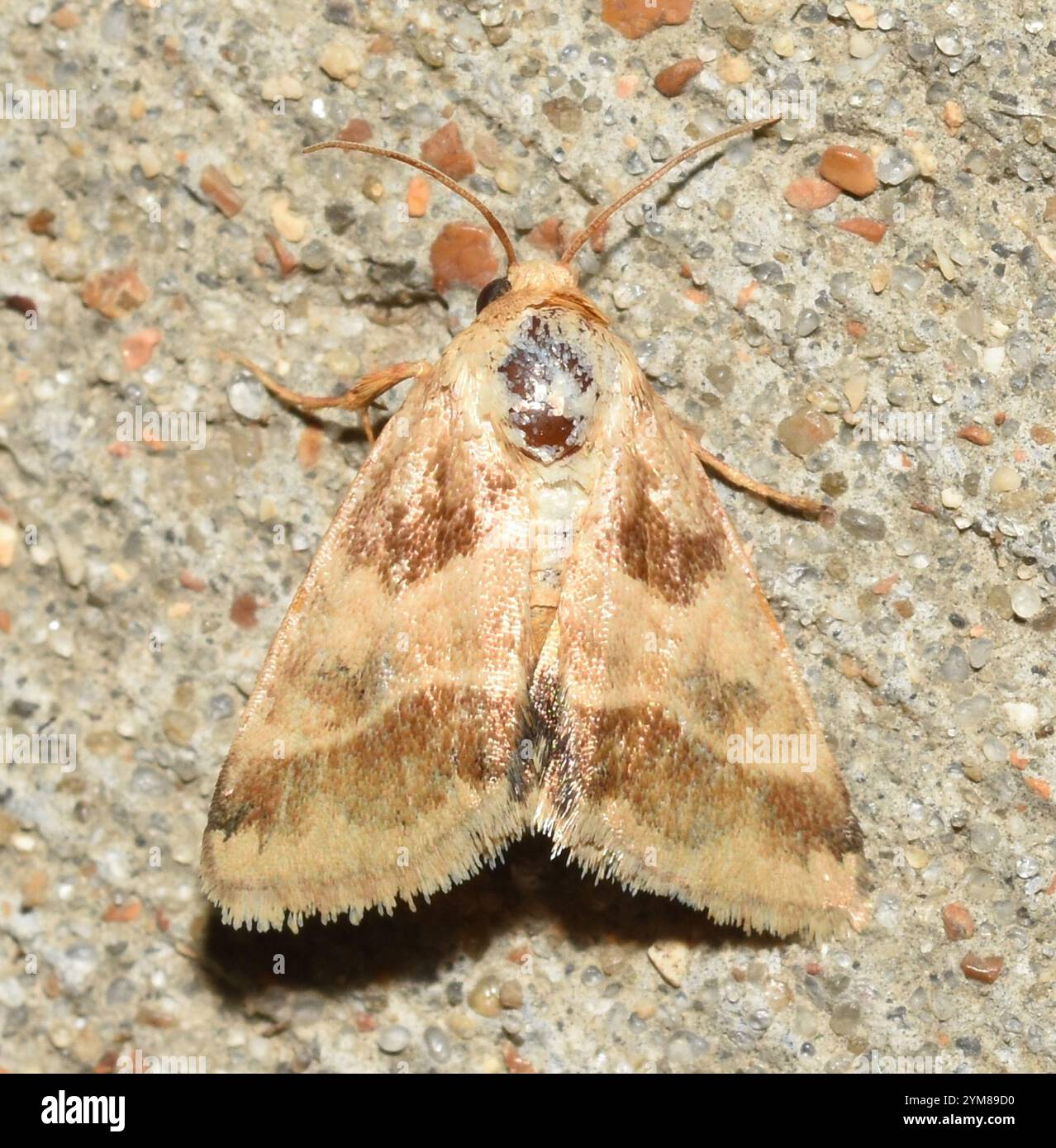 Lynx flower moth hi-res stock photography and images - Alamy