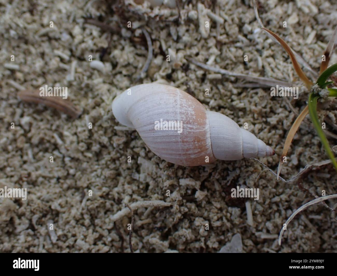 Common Land Snails and Slugs (Stylommatophora Stock Photo - Alamy